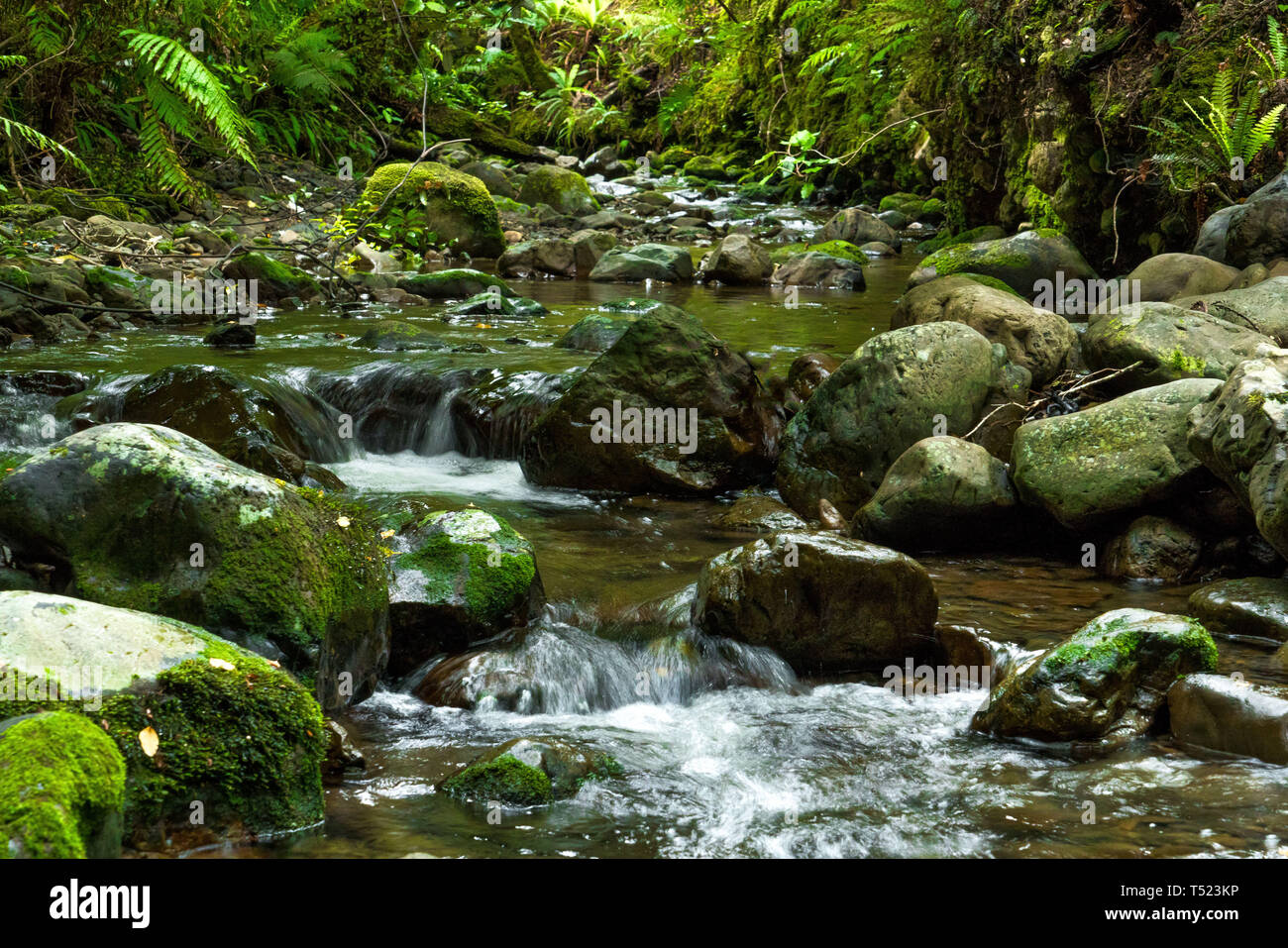 Mountain stream deep in lush New Zealand native bush Stock Photo - Alamy