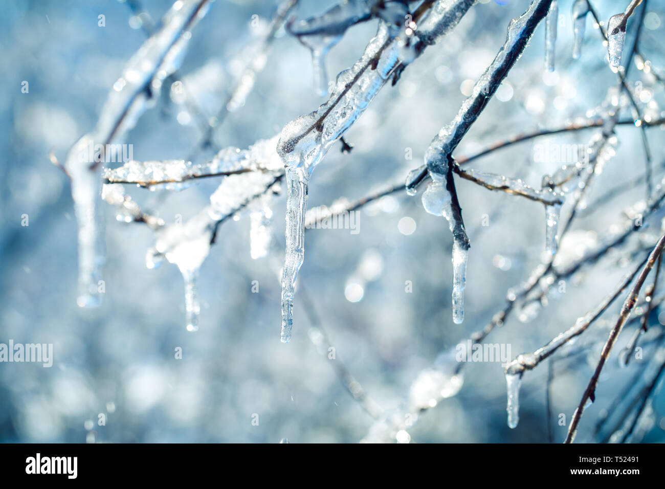 Background with icicles on a tree branch Stock Photo - Alamy