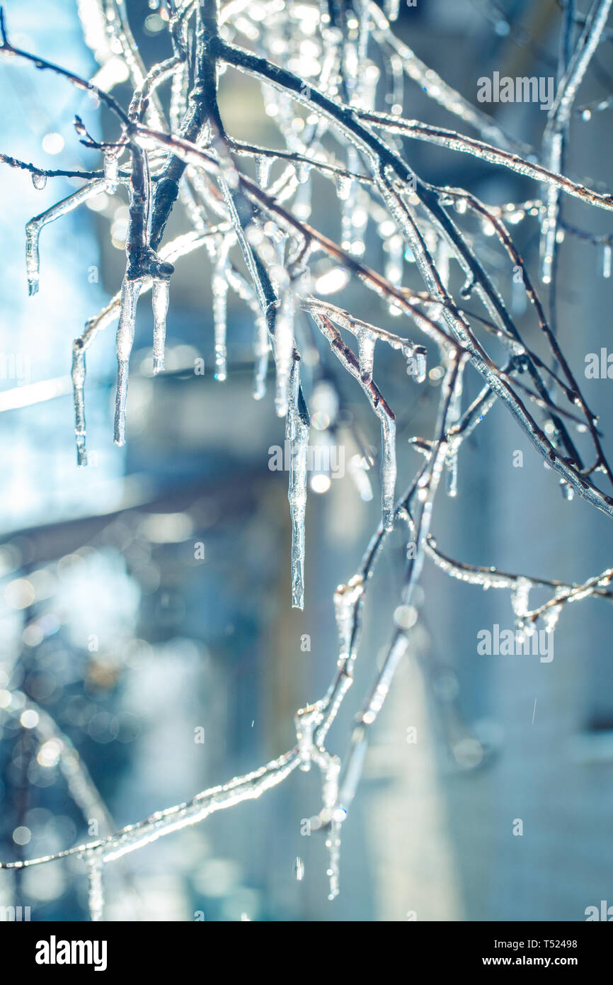 Background with icicles on a tree branch Stock Photo - Alamy
