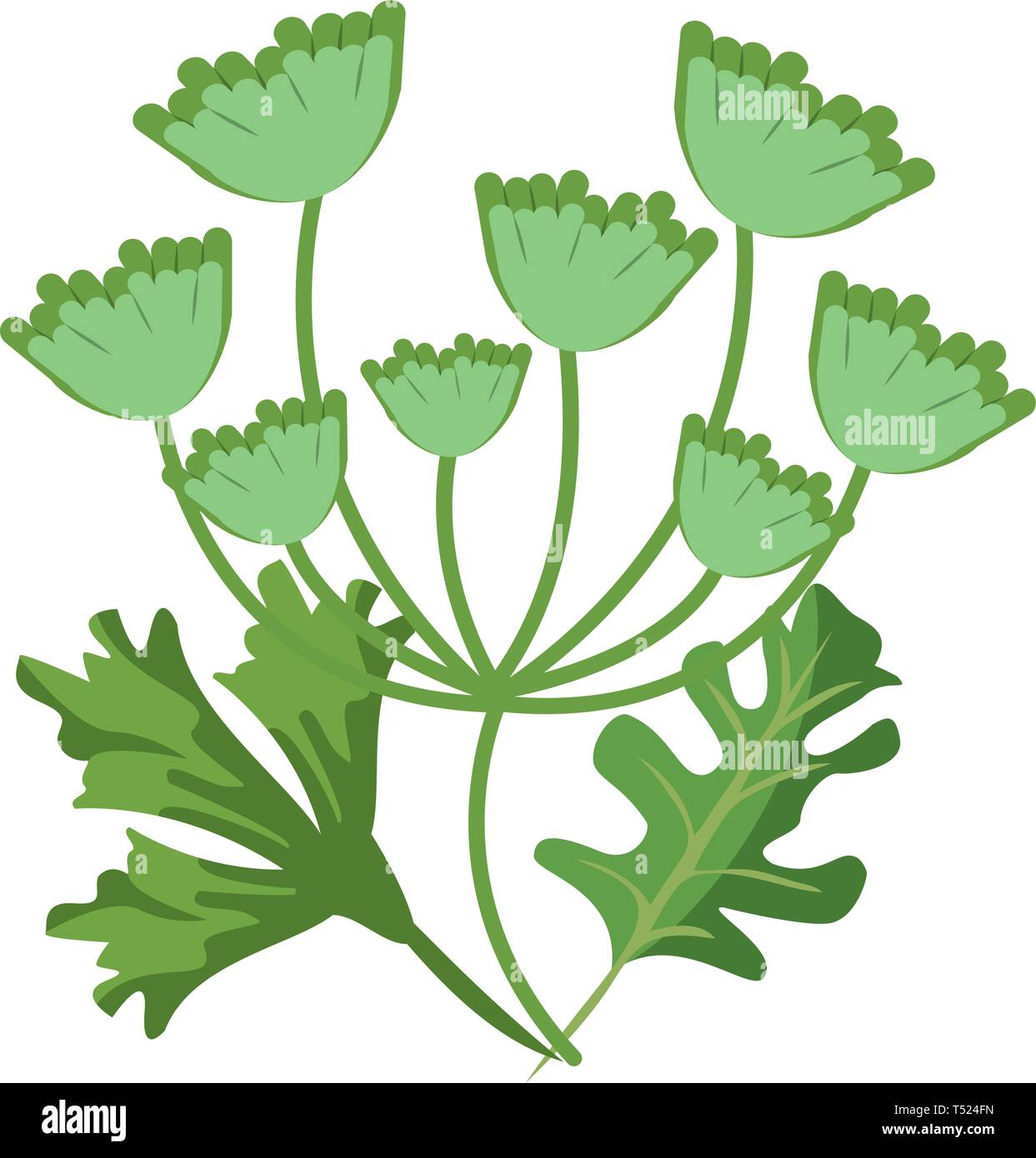 parsley and coriander leaves Stock Vector Image & Art - Alamy