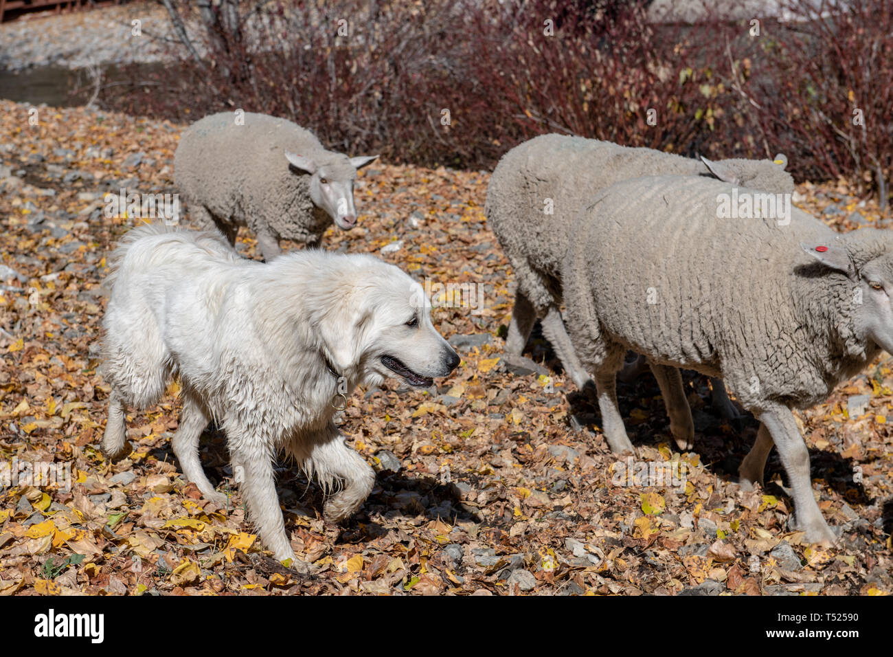 Trailing of the Sheep Festival in Idaho Stock Photo - Alamy