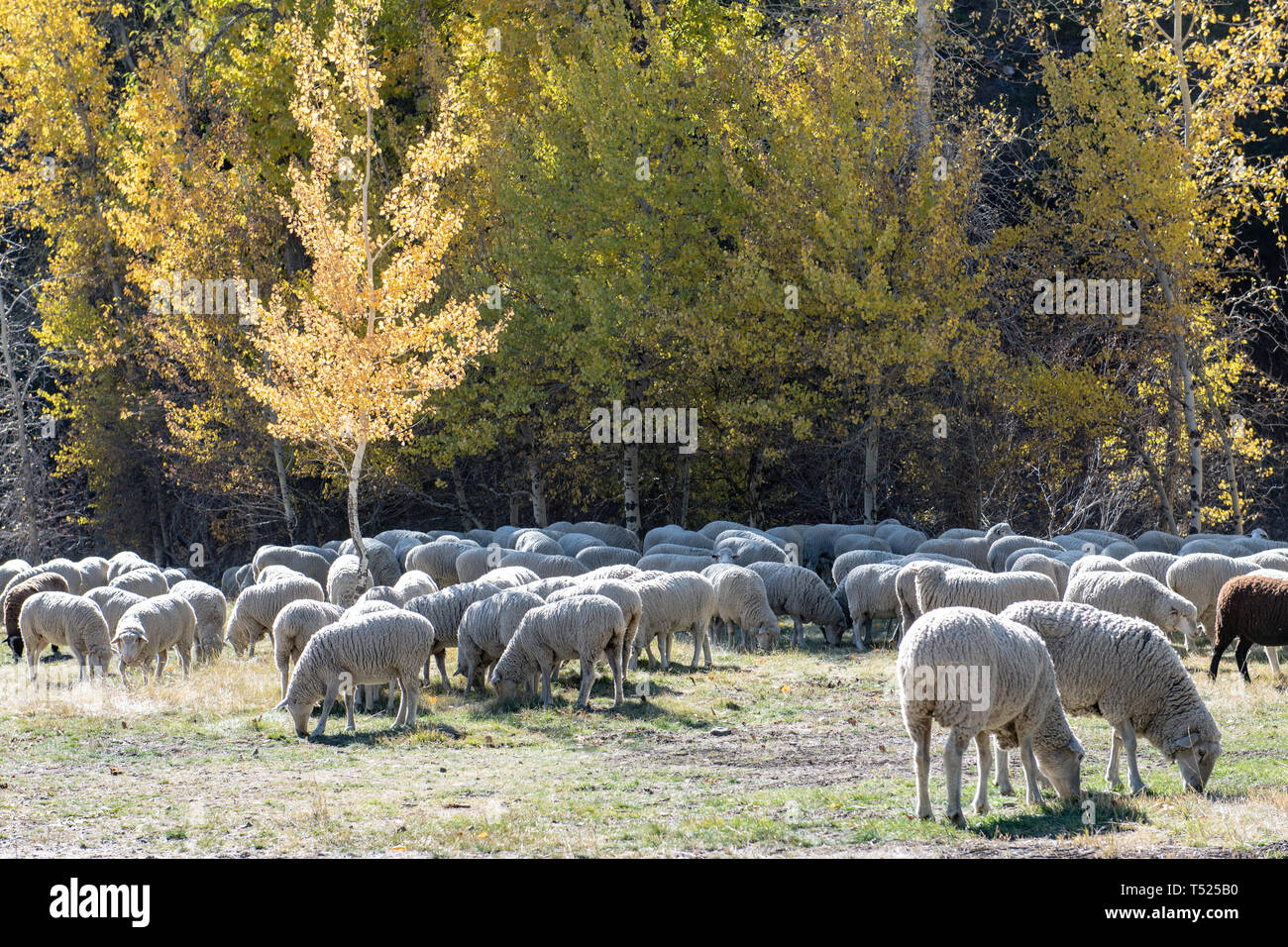 Herding of the Sheep Festival in Idaho, USA Stock Photo - Alamy