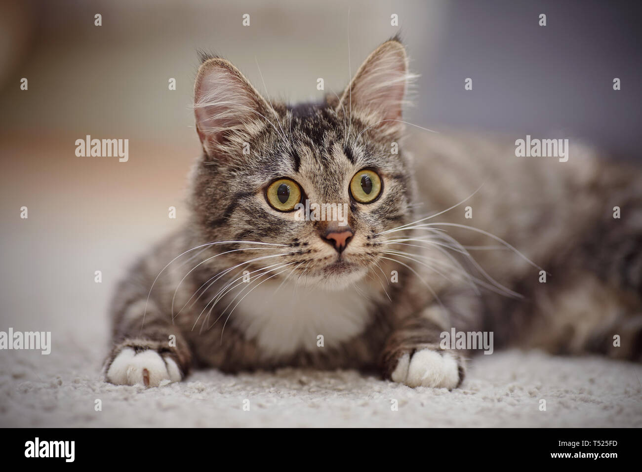 Portrait of the interested cat of a striped color with yellow eyes ...