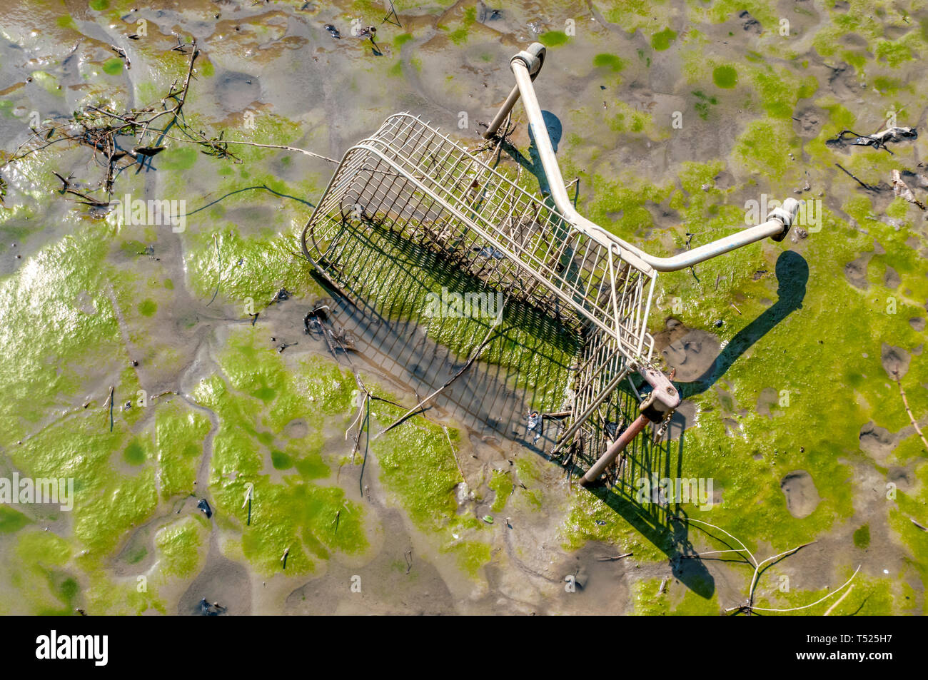 A supermarket trolley sunk in mud in the River Thames at Hammersmith ...