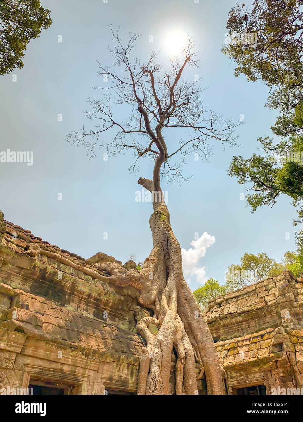 Tree growing in ruins of Ta Prohm or Jungle Temple in Angkor Complex of ...