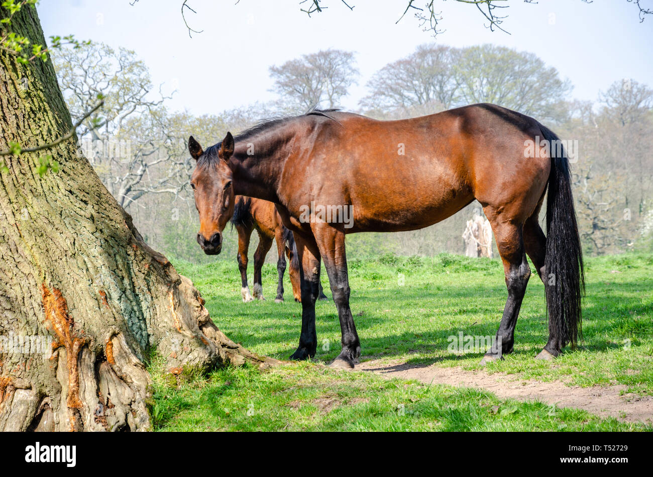 Thoroughbred horse in field hi-res stock photography and images - Alamy