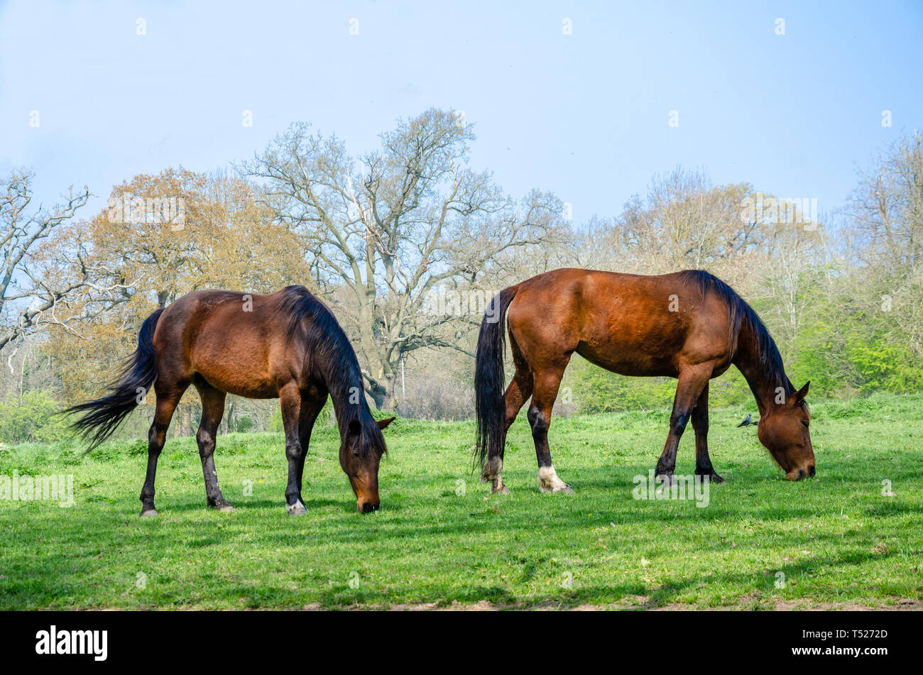 Equestrian field hi-res stock photography and images - Alamy