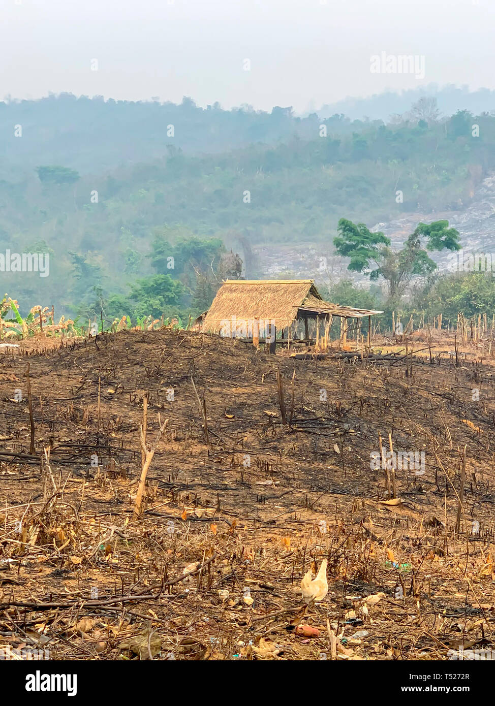 Burned field with shack in countryside of Laos Stock Photo - Alamy