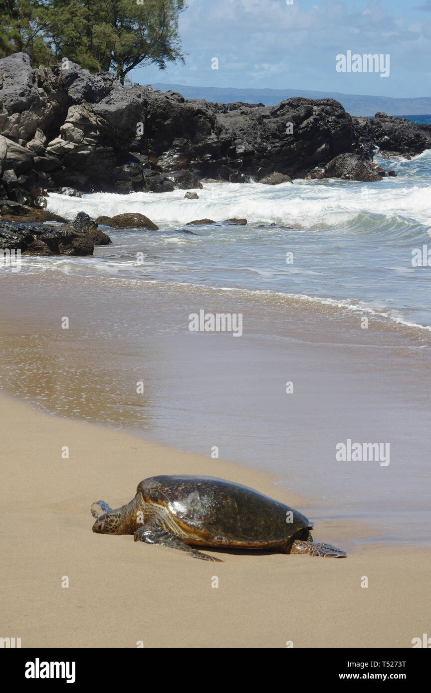 Green Sea Turtle Stock Photo - Alamy