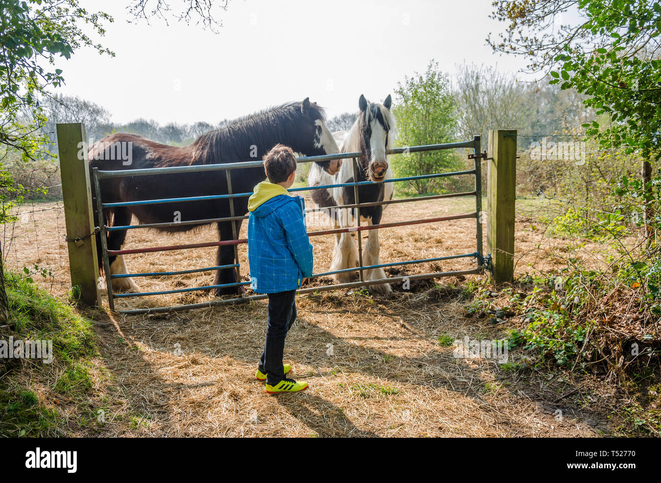 A young boy stops and looks at two horses which are stood in front of a ...