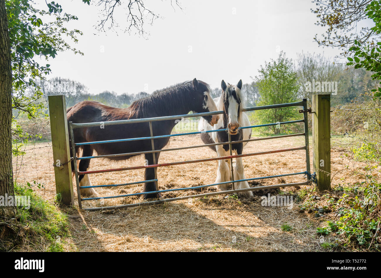 Peer over gate uk hi-res stock photography and images - Alamy