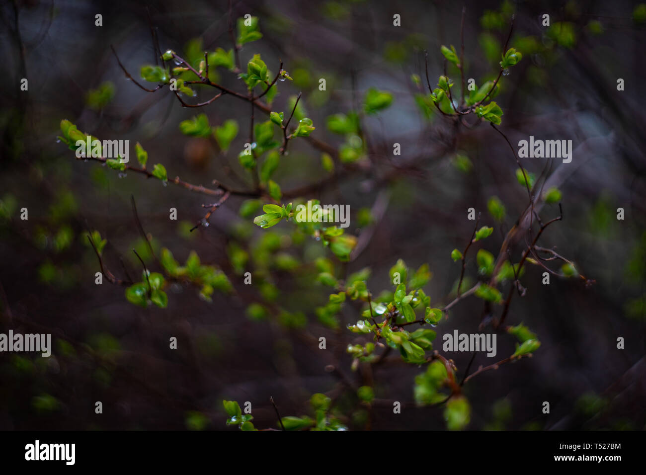 Morning dew on the leaves of the tree in garden Stock Photo - Alamy