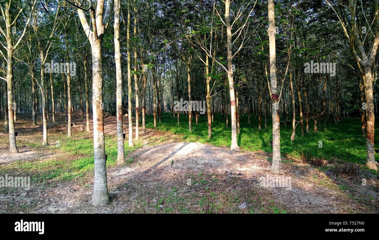 People rubber malaysia tree hi-res stock photography and images - Alamy