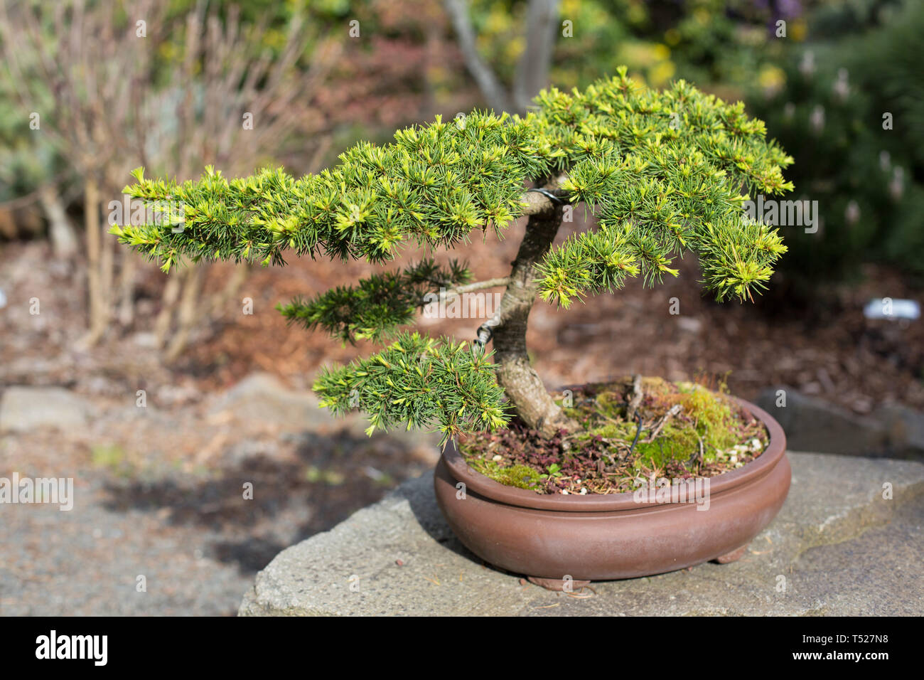 Cedrus libani 'Green Prince' - bonsai tree at the Oregon Garden in ...