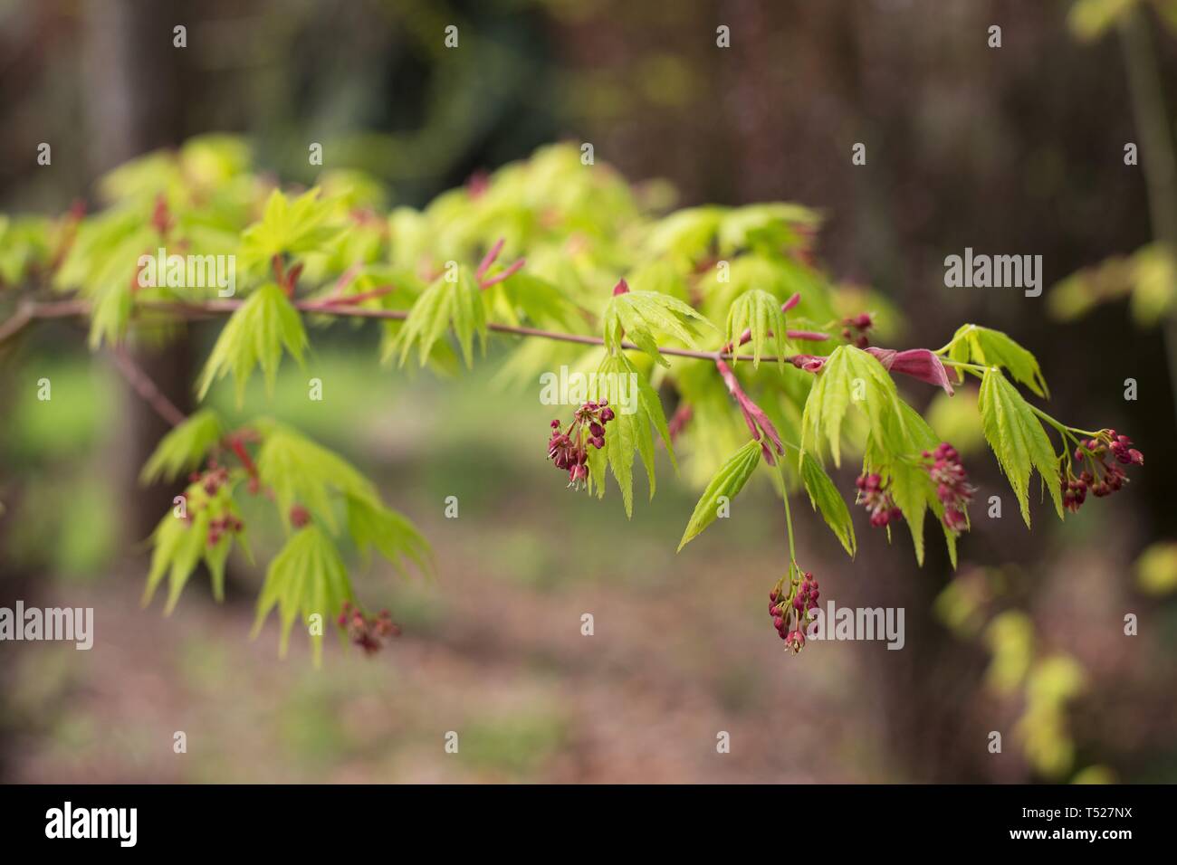 Acer shirasawanum 'Jordan' Japanese maple tree at the Oregon Garden in ...
