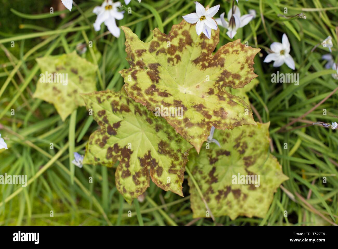 Spotty plant hi-res stock photography and images - Alamy