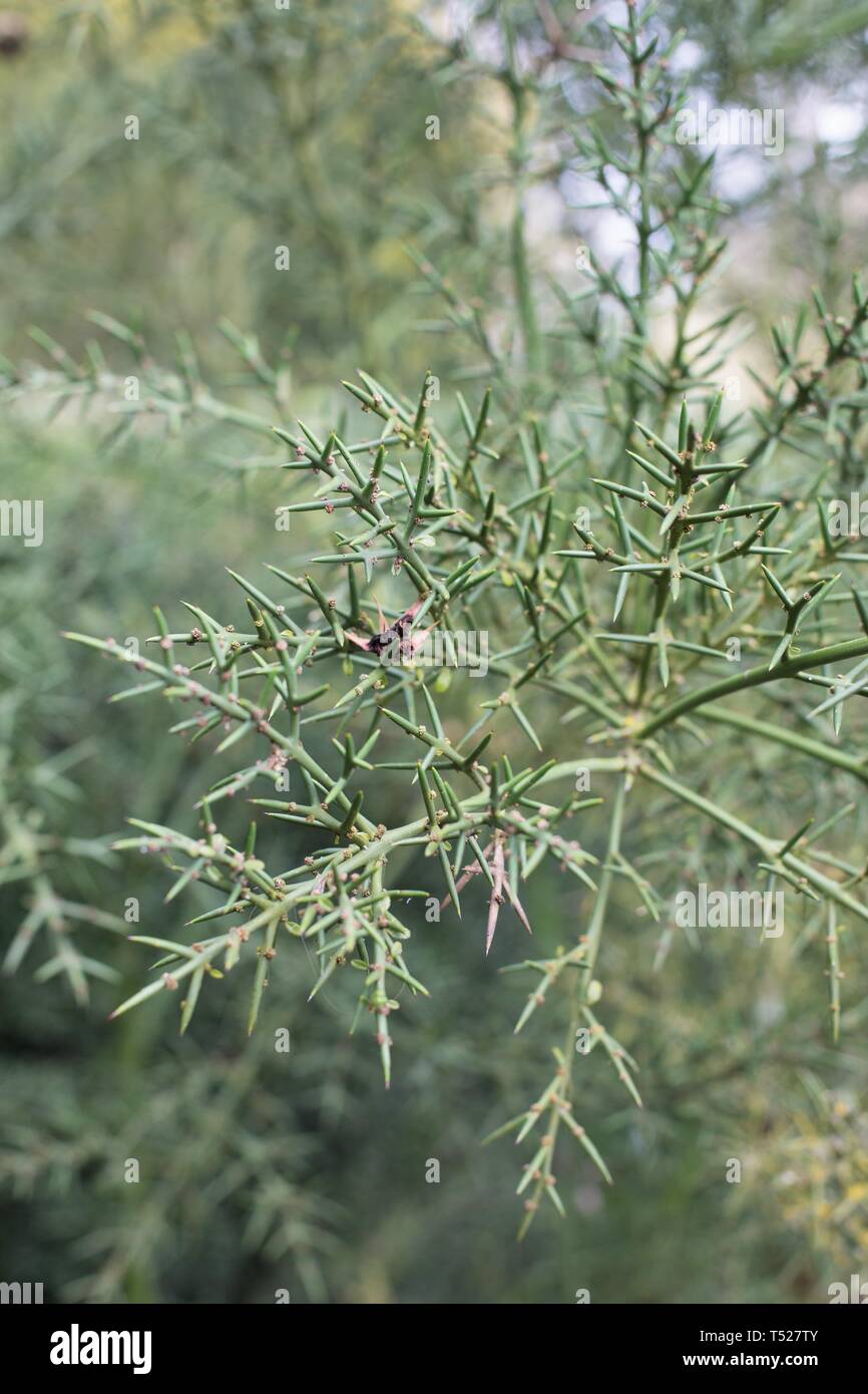 Colletia hystrix - barbed wire brush - at the Oregon Garden in ...