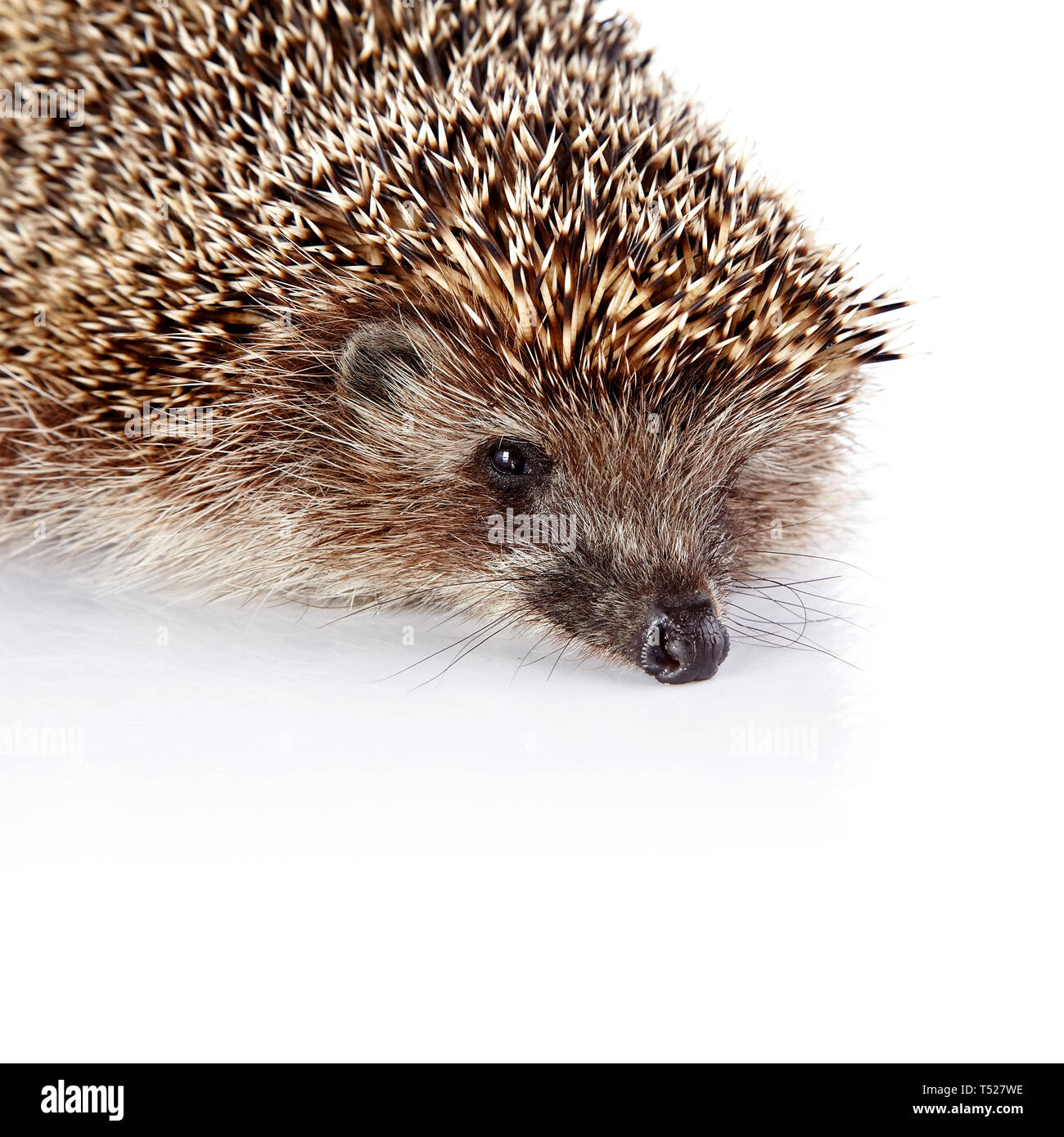 Prickly hedgehog. Ordinary hedgehog. Omnivore. Prickly animal Stock ...