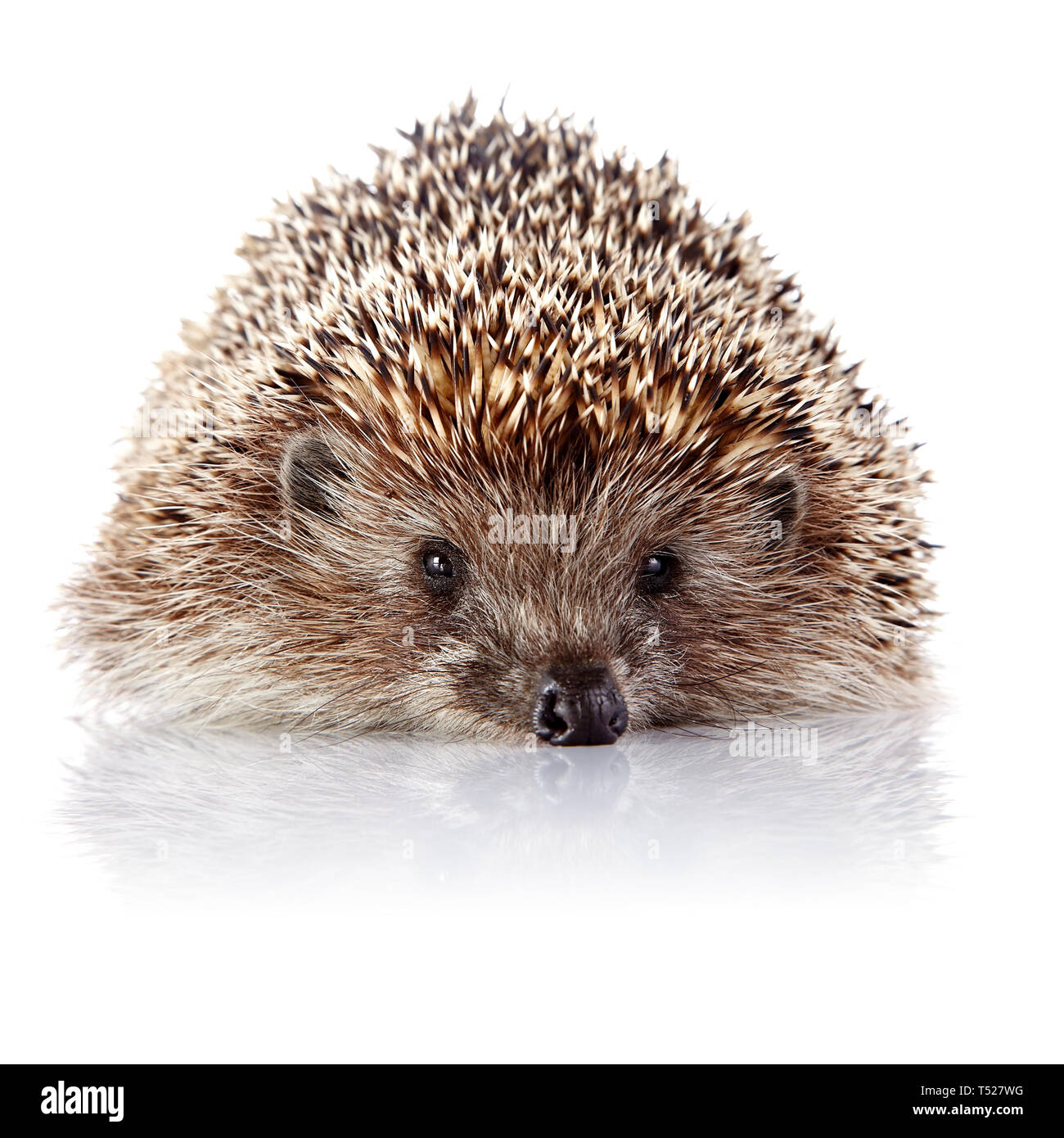 Prickly hedgehog. Ordinary hedgehog. Omnivore. Prickly animal Stock ...