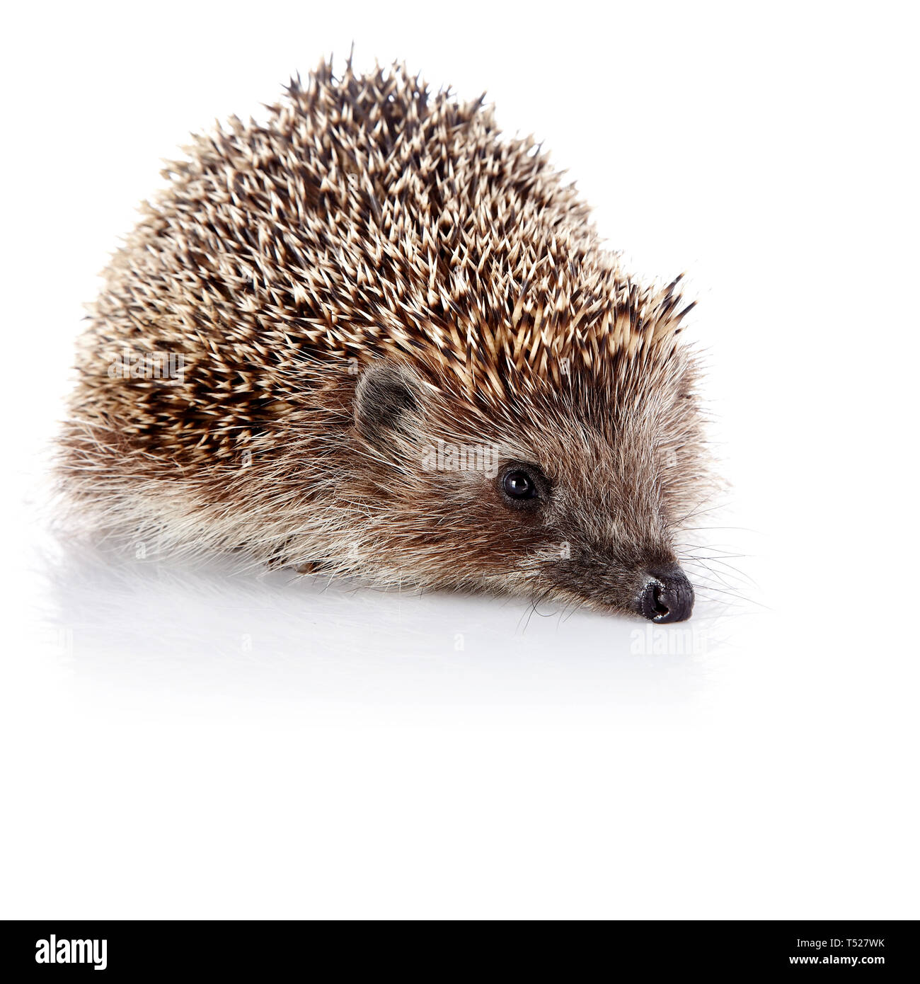 Prickly hedgehog. Ordinary hedgehog. Omnivore. Prickly animal Stock ...
