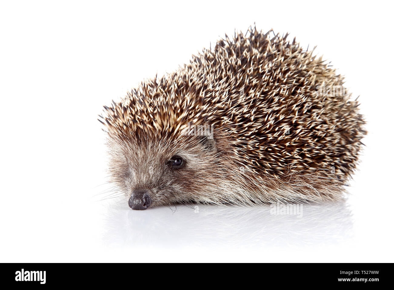 Prickly hedgehog. Ordinary hedgehog. Omnivore. Prickly animal Stock ...