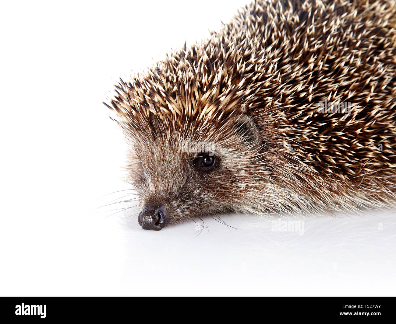 Prickly hedgehog. Ordinary hedgehog. Omnivore. Prickly animal Stock ...