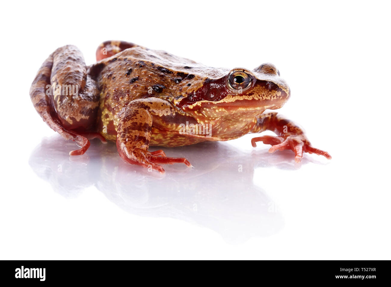 Frog amphibian portrait Cut Out Stock Images & Pictures - Alamy