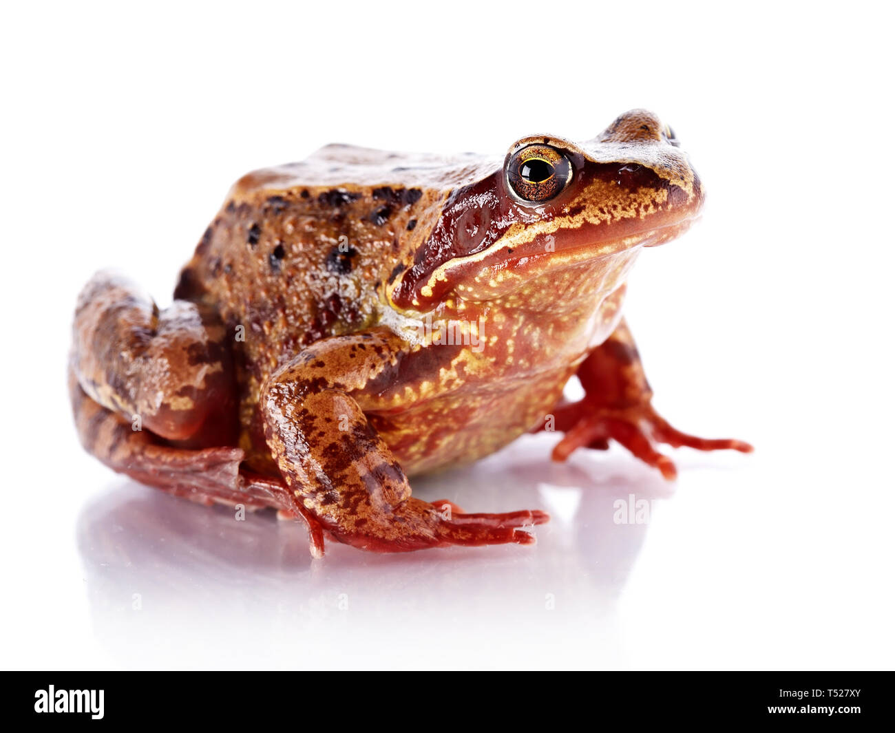 Common frog. Wet frog. Amphibian. Brown frog Stock Photo - Alamy