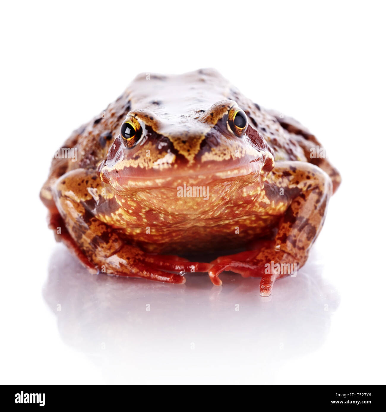 Common frog. Wet frog. Amphibian. Brown frog Stock Photo - Alamy