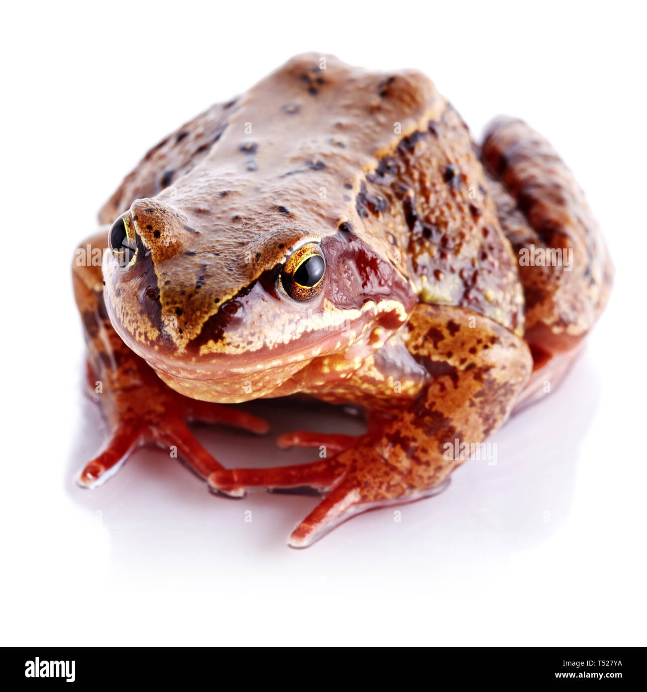 Common frog. Wet frog. Amphibian. Brown frog Stock Photo - Alamy