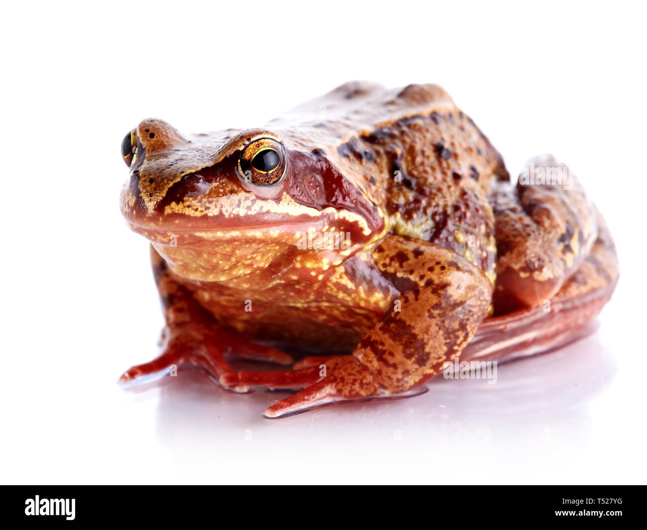 Common frog. Wet frog. Amphibian. Brown frog Stock Photo - Alamy