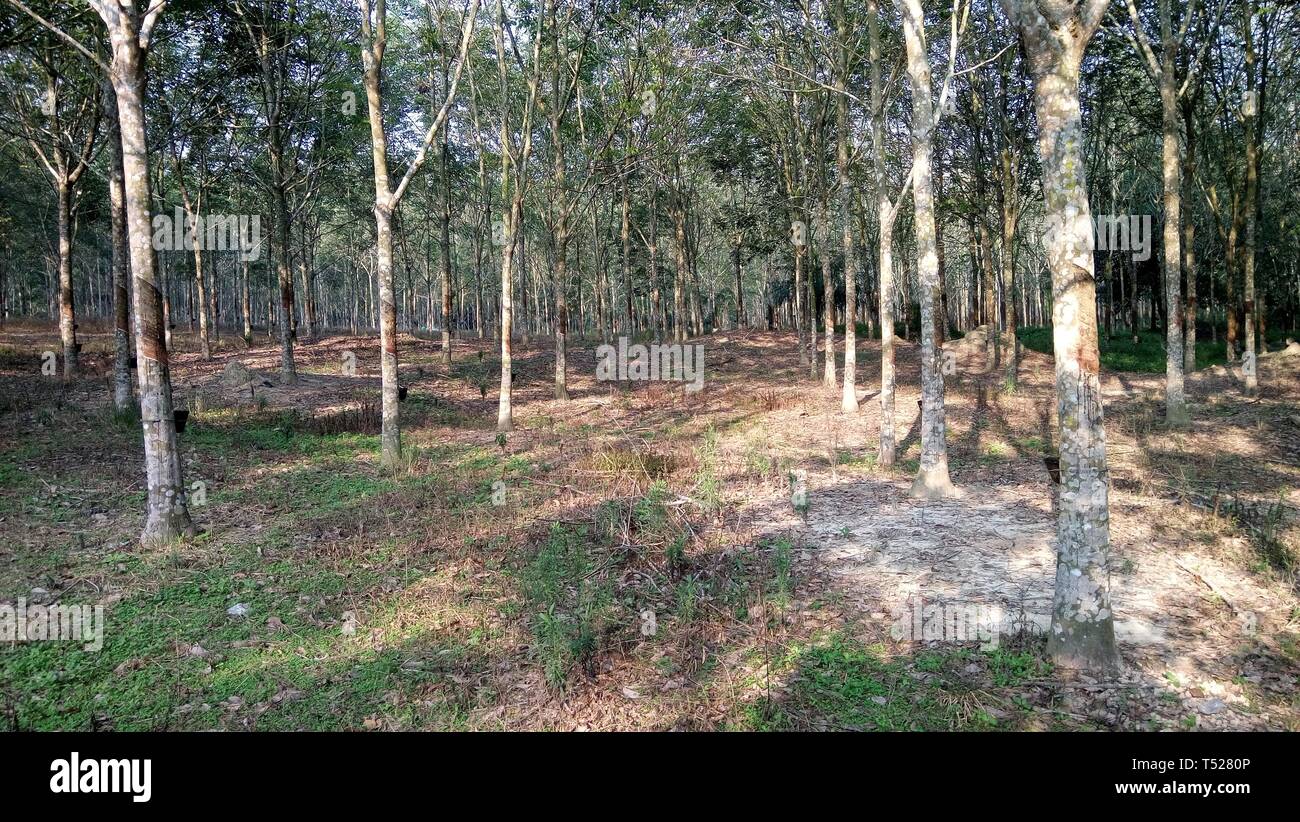 People rubber malaysia tree hi-res stock photography and images - Alamy