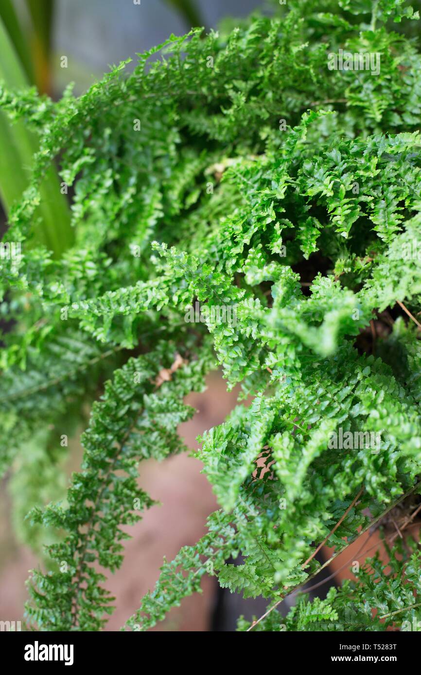 Nephrolepis exaltata - Fluffy Ruffle Fern - at the Oregon Garden in ...