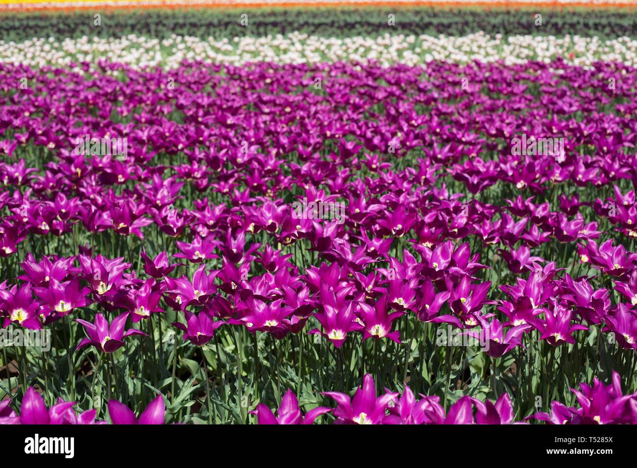 Rows of tulips at the Wooden Shoe Tulip Festival in Woodburn, Oregon ...