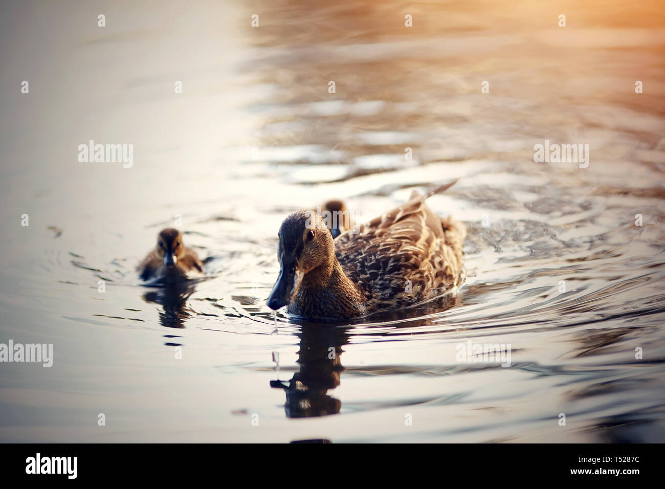 The duck with ducklings float in the river, lit with the sunset sun ...