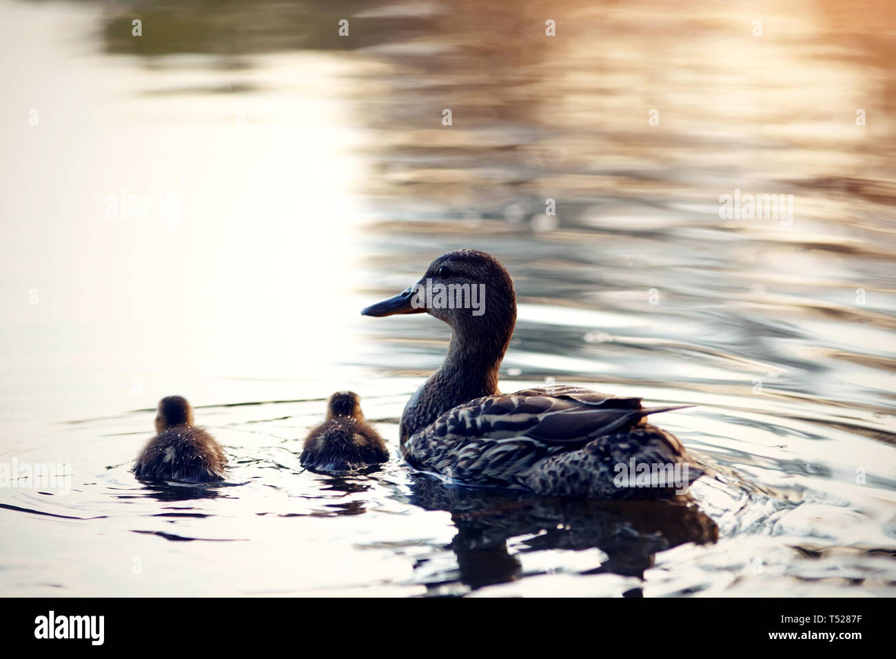 Baby duck in the sunset hi-res stock photography and images - Alamy