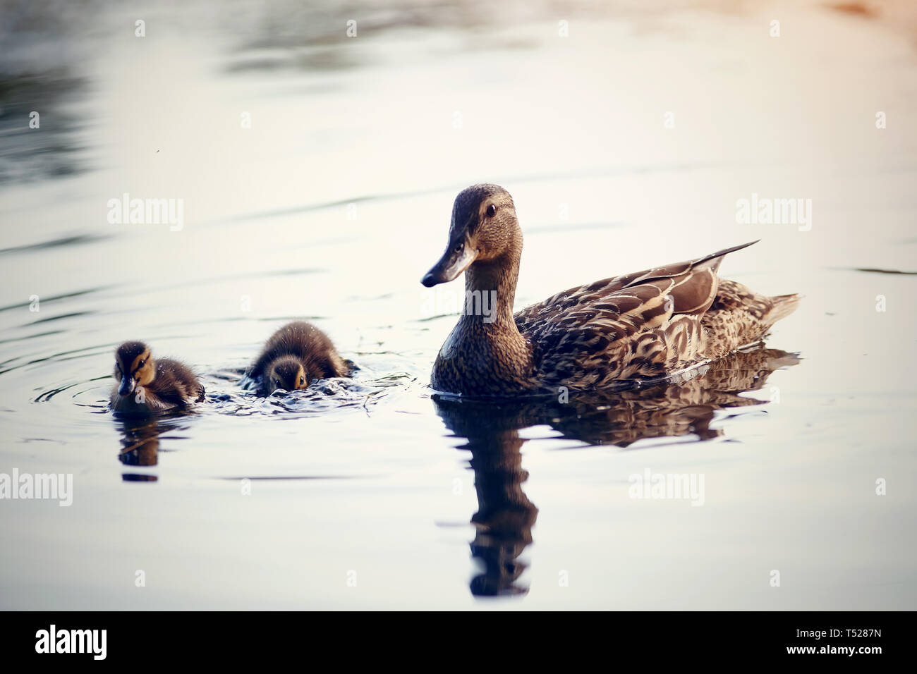 The duck with ducklings float in the river Stock Photo - Alamy