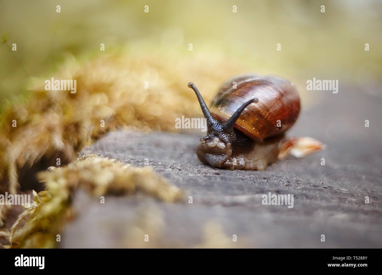 Small brown snail hi-res stock photography and images - Alamy
