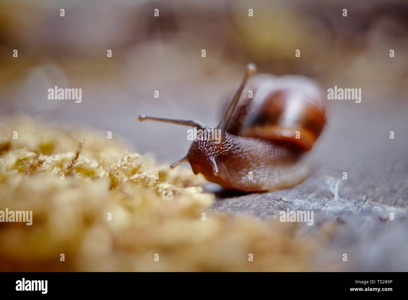 Shell zoology spiral wildlife hi-res stock photography and images - Alamy