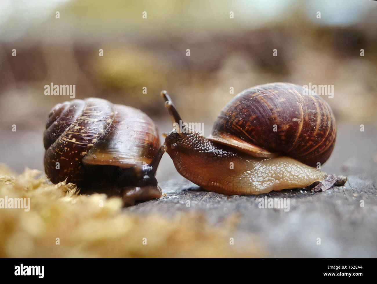Meeting snails hi-res stock photography and images - Alamy