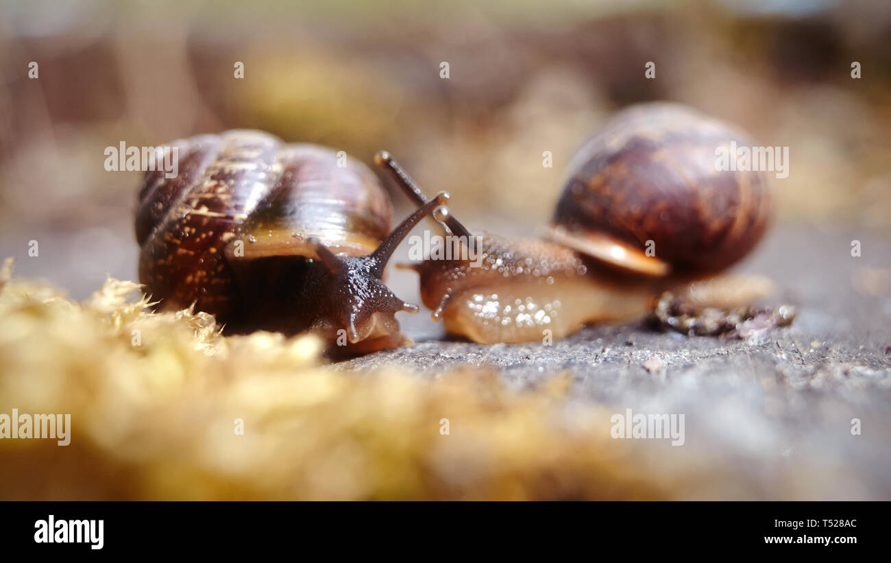 The meeting of two little brown snails Stock Photo - Alamy