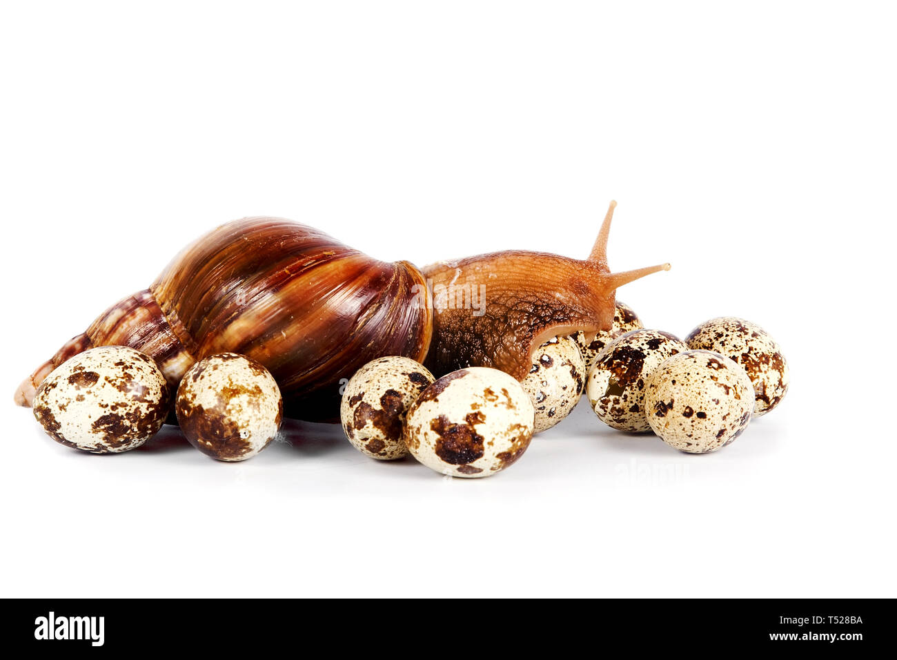 The snail creeps on quail eggs on a white background Stock Photo - Alamy