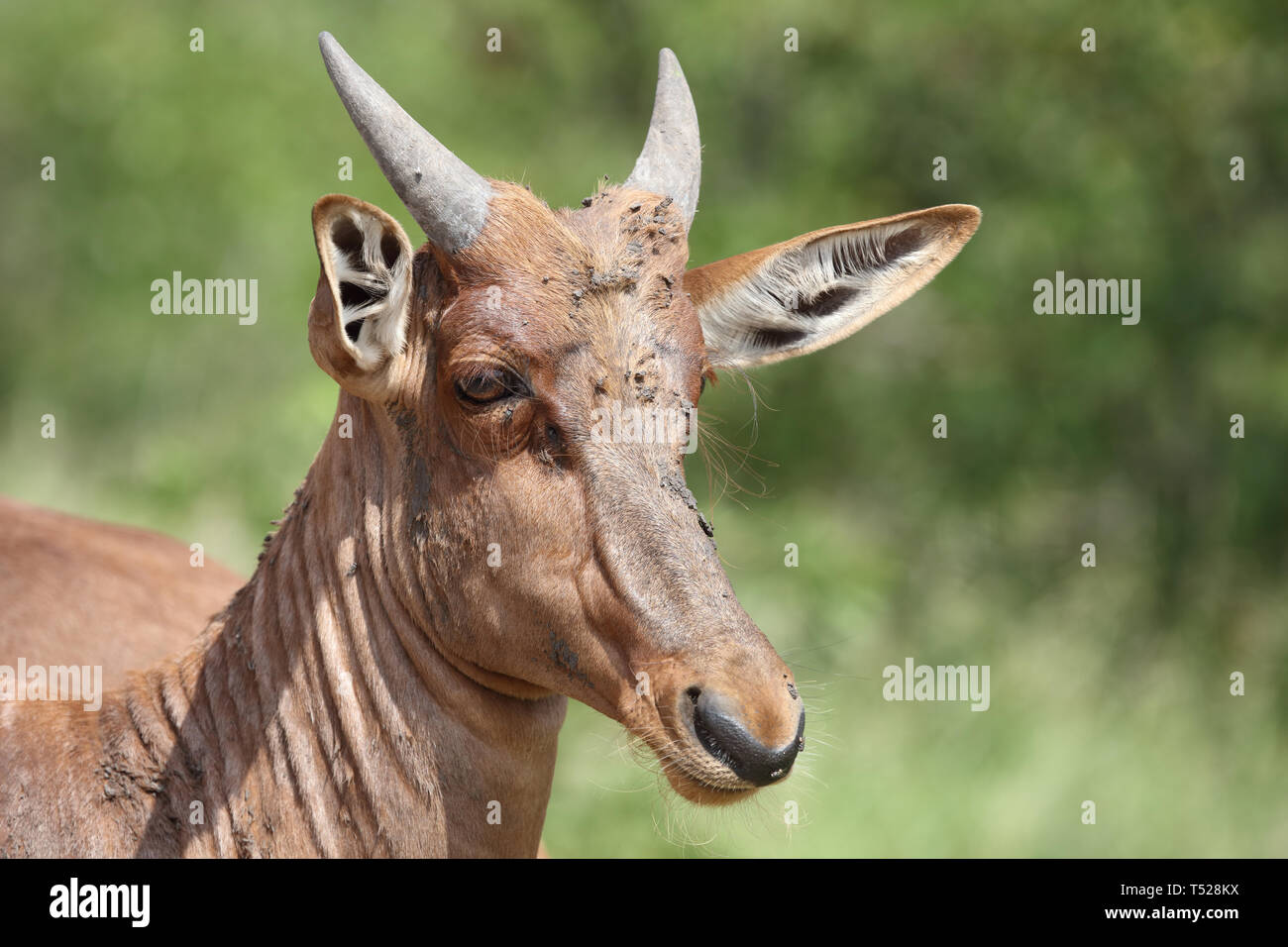 Leierantilope oder Halbmondantilope / Common Tsessebe / Damaliscus ...