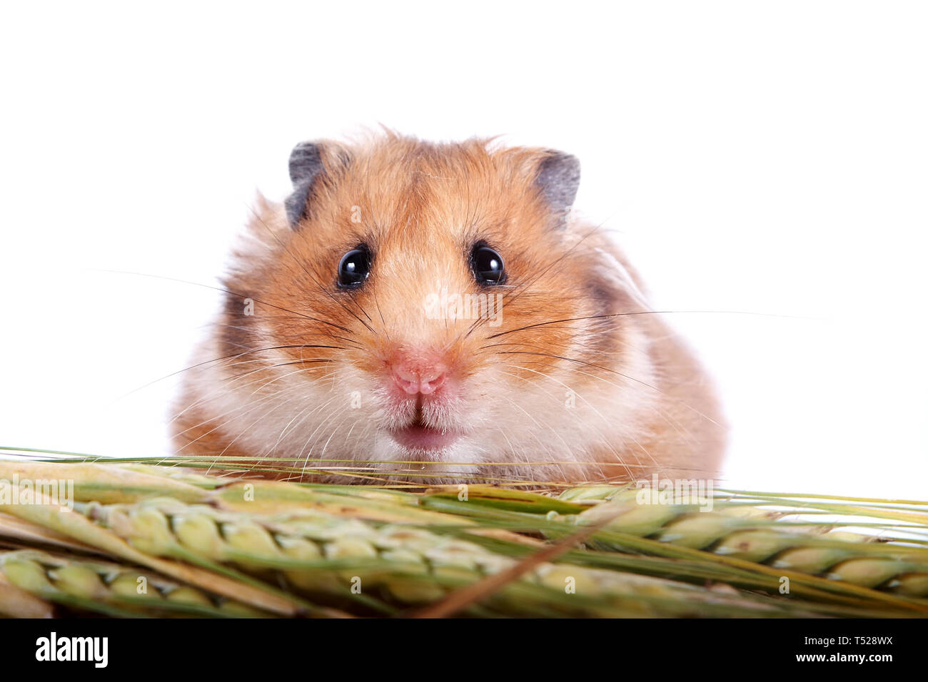 Hamster with food on a white background Stock Photo - Alamy
