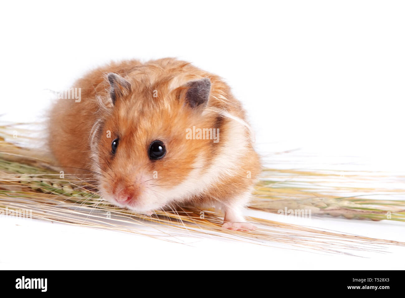 Hamster with food on a white background Stock Photo - Alamy
