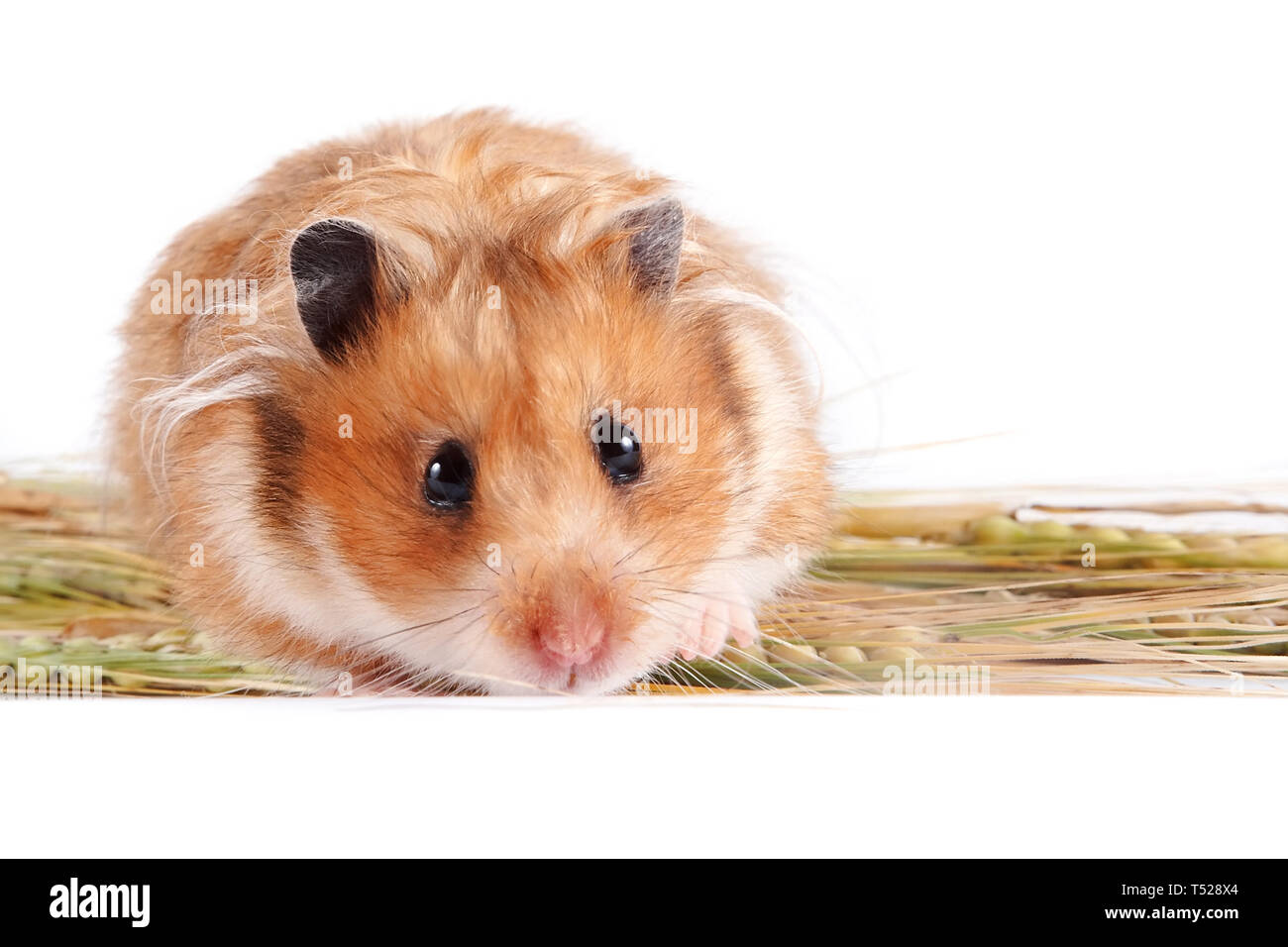 Hamster with food on a white background Stock Photo - Alamy