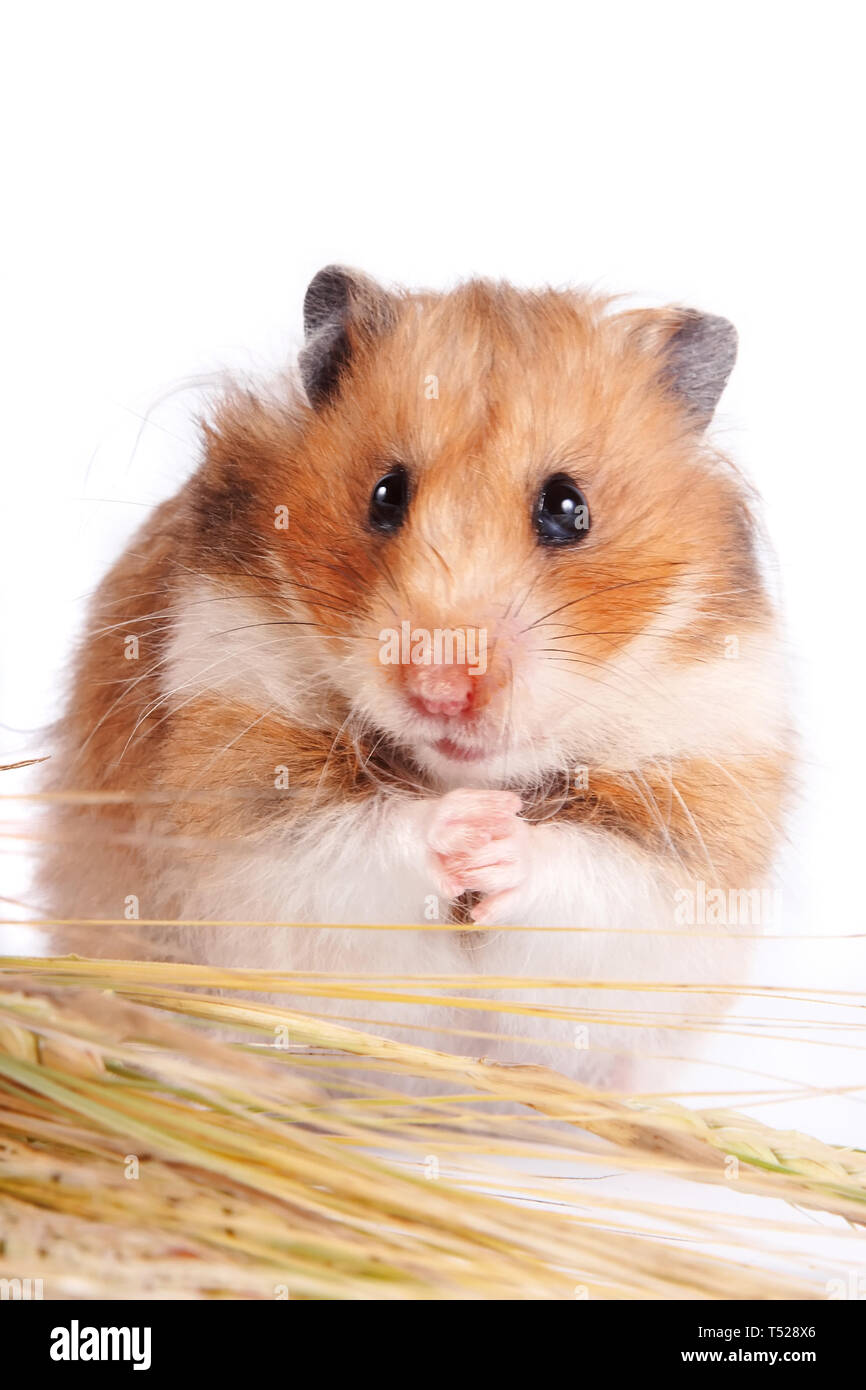 Hamster with food on a white background Stock Photo - Alamy