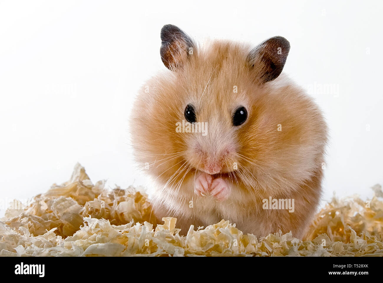 Beige hamster with sawdust on a white background Stock Photo - Alamy