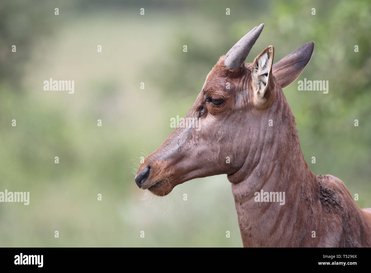 Leierantilope oder Halbmondantilope / Common Tsessebe / Damaliscus ...