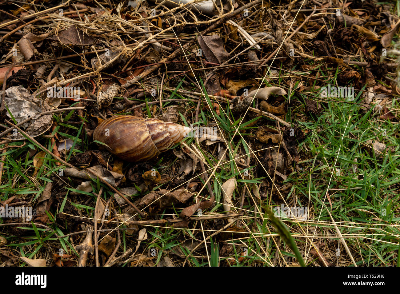 Achatina fulica, the African Giant Snail, on the ground, outside, shell ...
